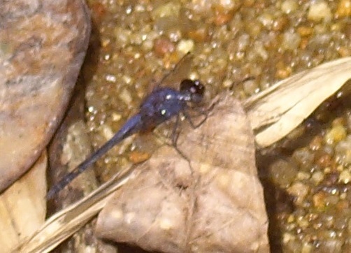Indigo Dropwing from Tha Khanon, Khiri Rat Nikhom District, Surat Thani ...