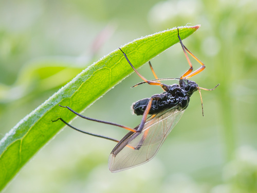 Greater Black Spruce Bark Aphid (Cinara piceae) · iNaturalist