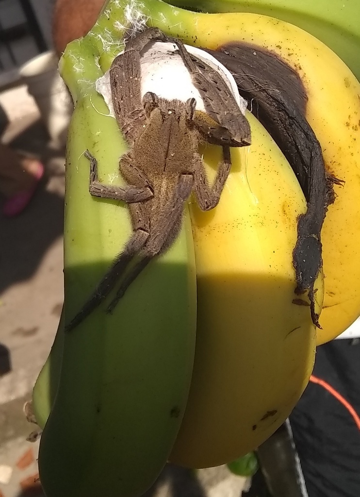 Armed Spiders from San Juan de Colón 5003, Táchira, Venezuela on ...