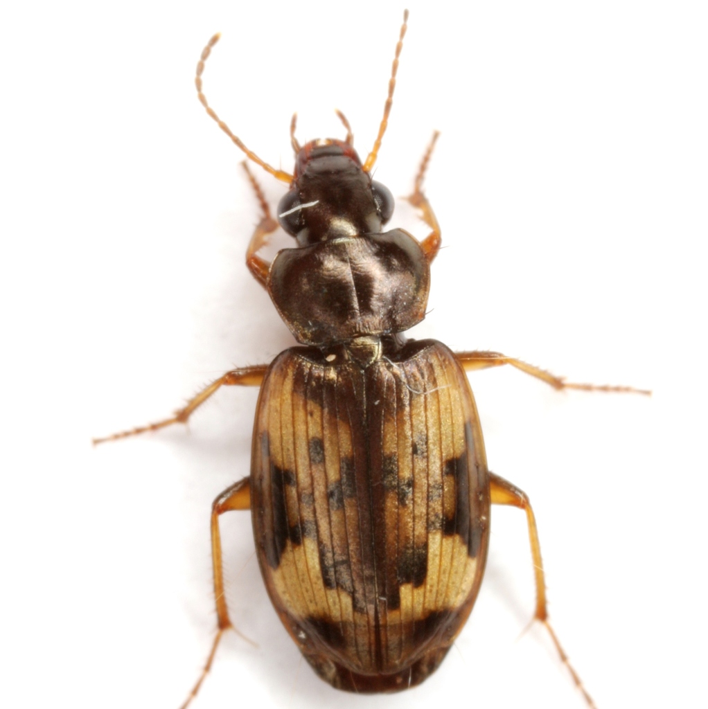 Tetragonoderus intersectus from Santa Cruz County, AZ, USA on July 28 ...
