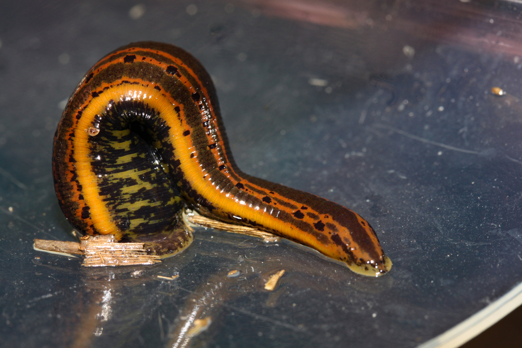 Phylum Annelida Leech