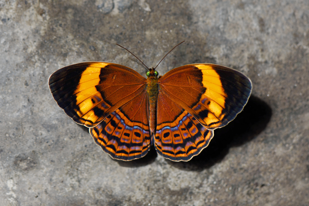 Celebes Rustic from Bantimurung National Park on December 30, 2019 by ...
