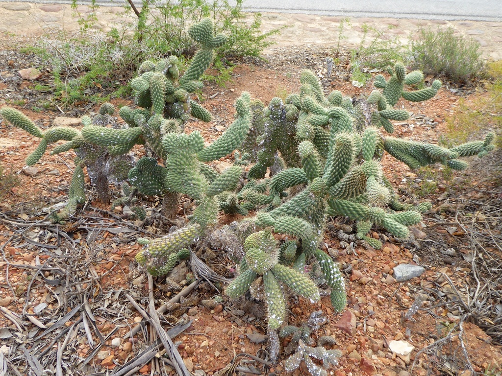 Boxing Glove Cactus from De Rust, South Africa on October 25, 2019 at ...
