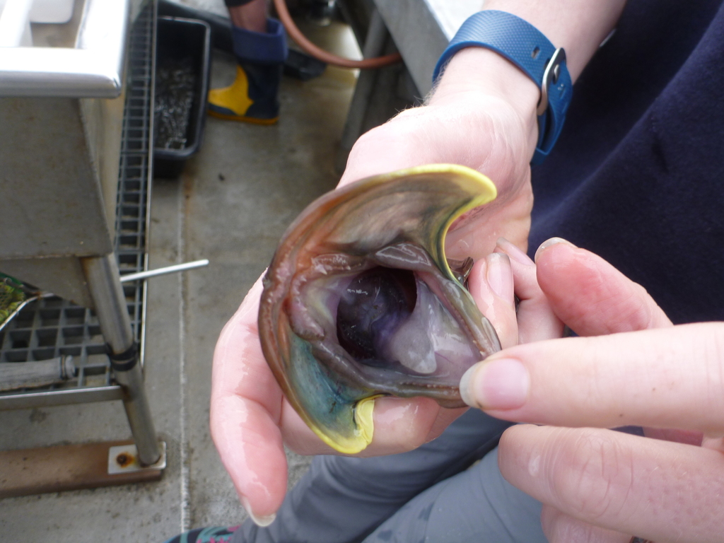 Sarcastic Fringehead (Neoclinus blanchardi) - Marine Life Identification