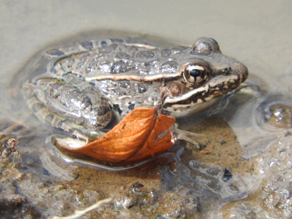Transverse Volcanic Leopard Frog from Moroleón, Gto., México on ...