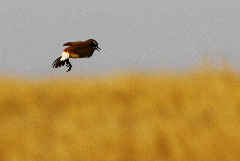 Capped Wheatear from Gert Sibande District Municipality, South Africa ...