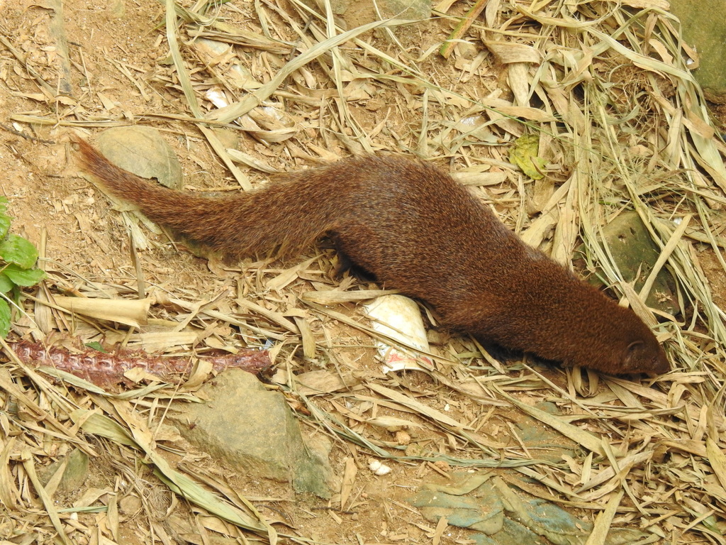 Indian Brown Mongoose from Ella, Sri Lanka on December 27, 2019 at 02: ...