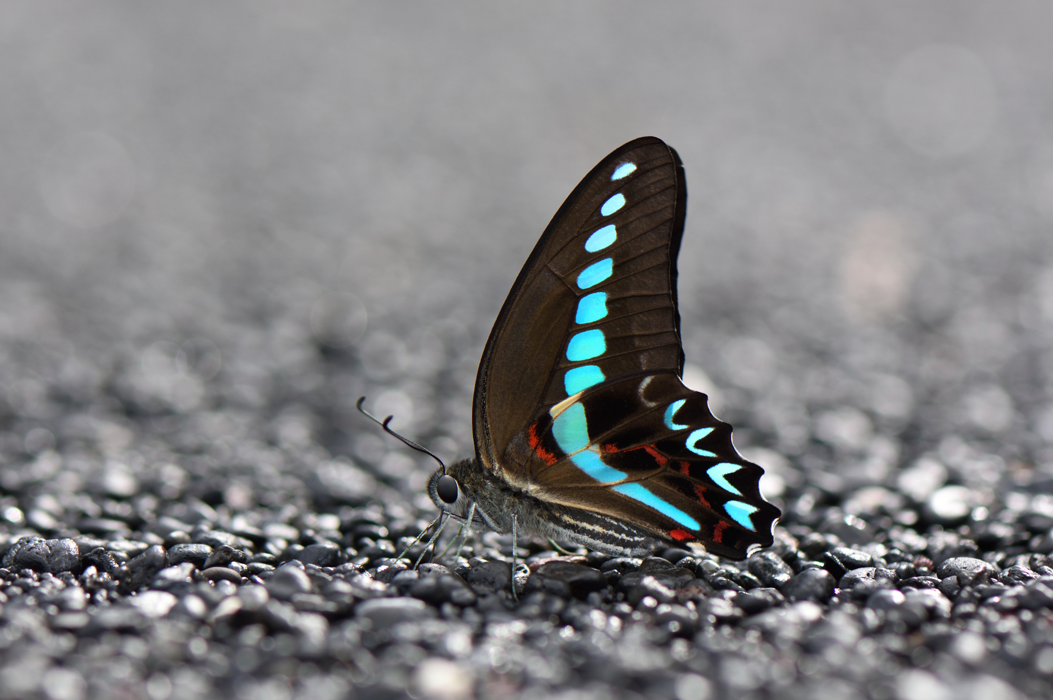 Graphium milon (Felder & Felder, 1864)