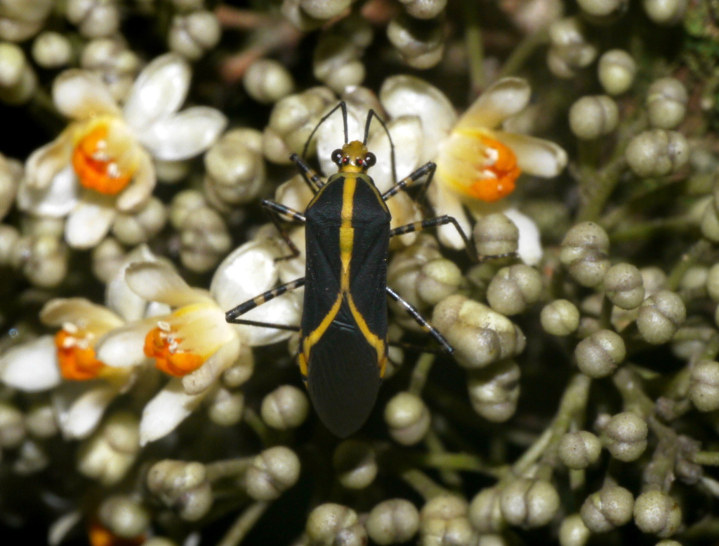 Leaf-footed Bugs and Allies from Heredia, Sarapiquí, Costa Rica on ...