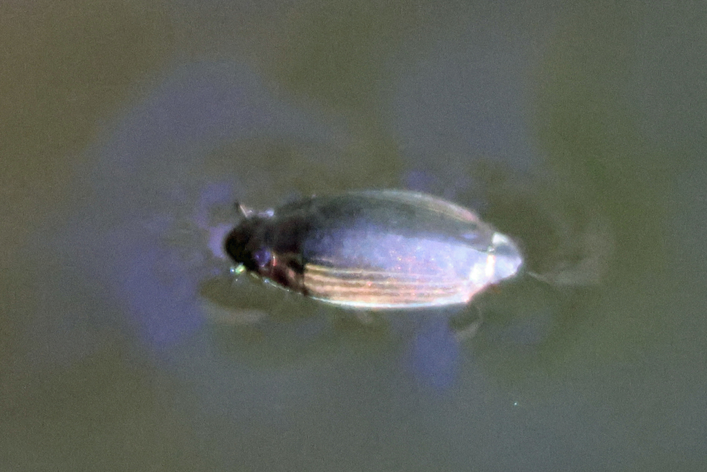 Macrogyrus from Ewen Maddock Dam, Landsborough QLD 4550, Australia on ...
