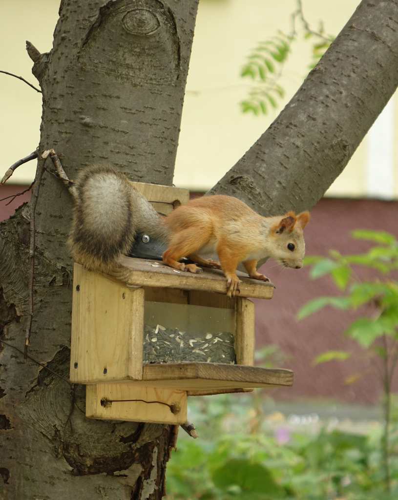 Siberian Red Squirrel from Russia, Novosibirsk Academy Town ,Vesenniy ...