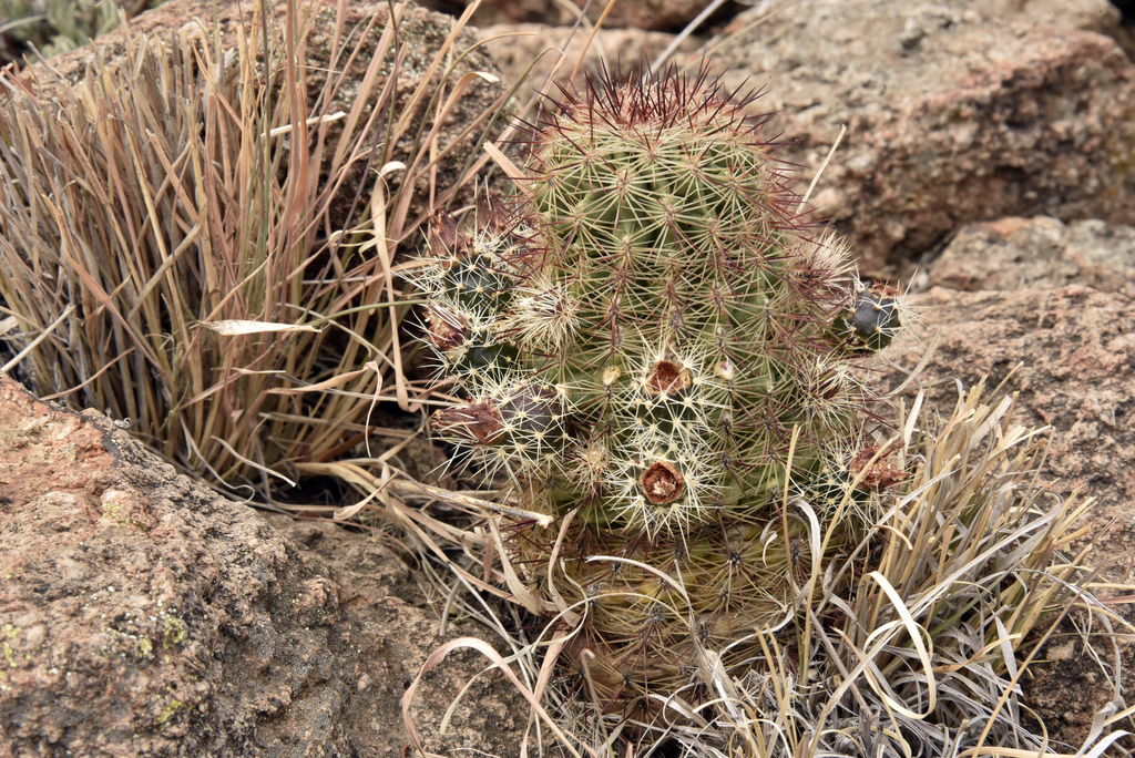 Echinocereus blumii in April 2018 by Wolfgang Blum. Foto: Rene Goris ...