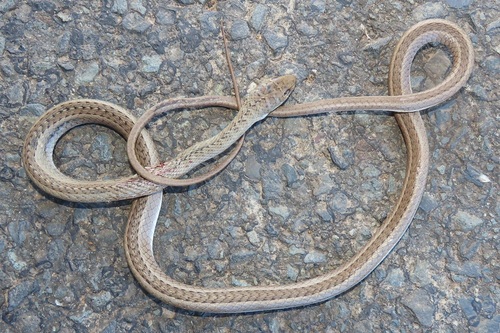 Sand Snakes (Psammophiidae) - Snakes and Lizards