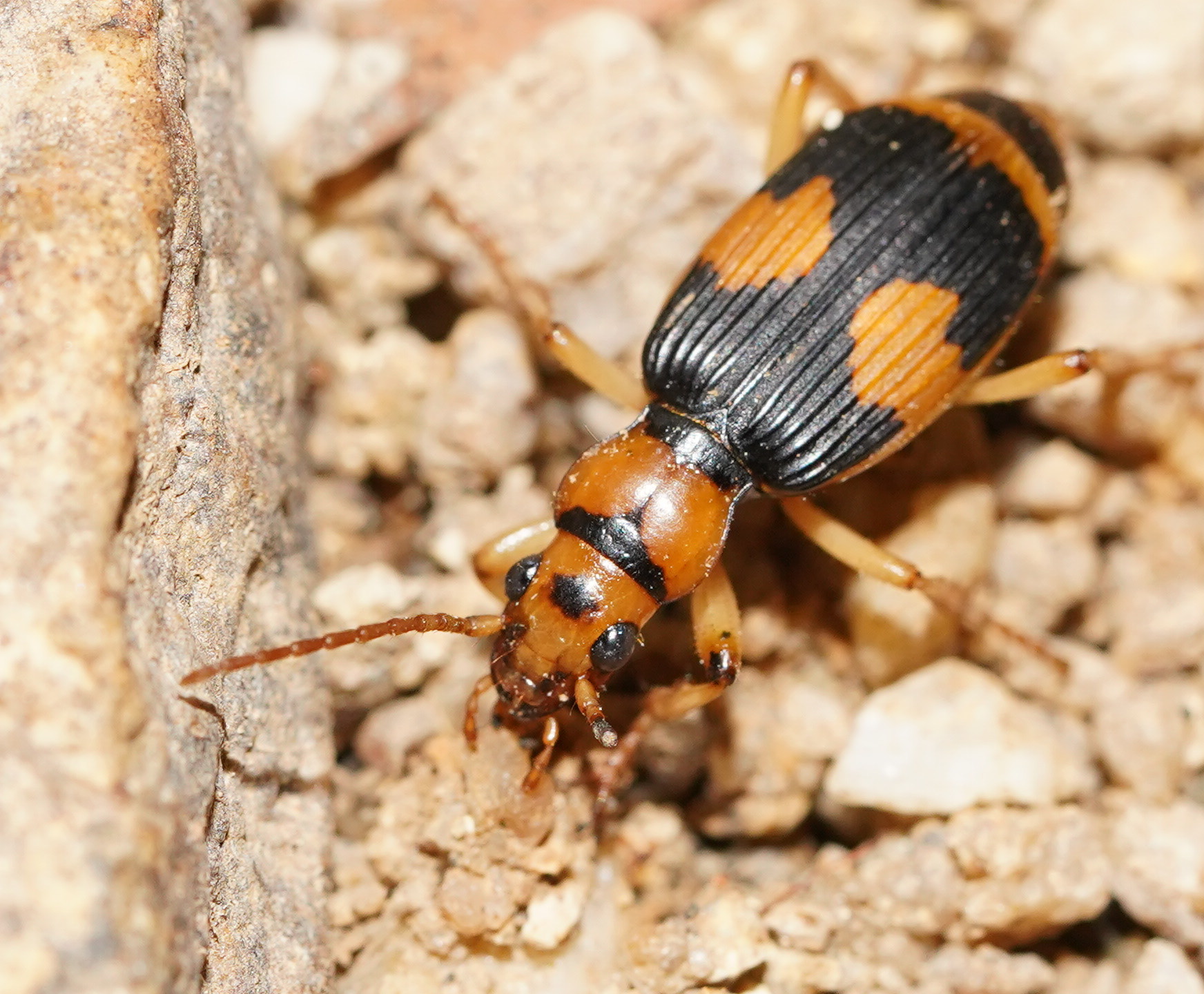 Pheropsophus verticalis (Dejean, 1825)