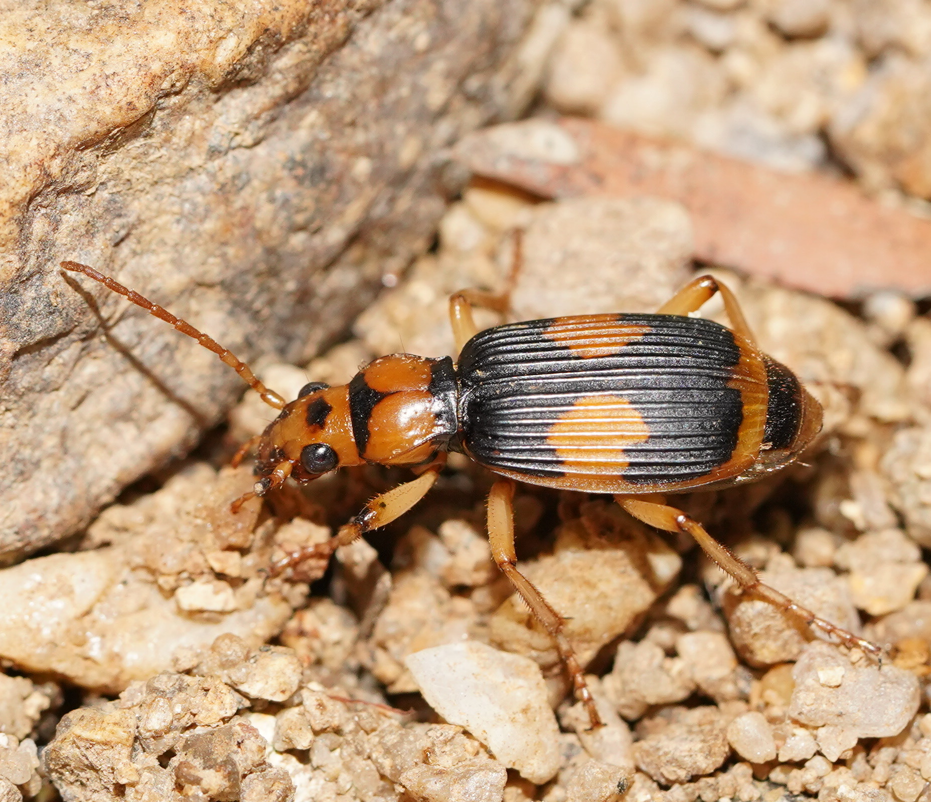 Pheropsophus verticalis (Dejean, 1825)