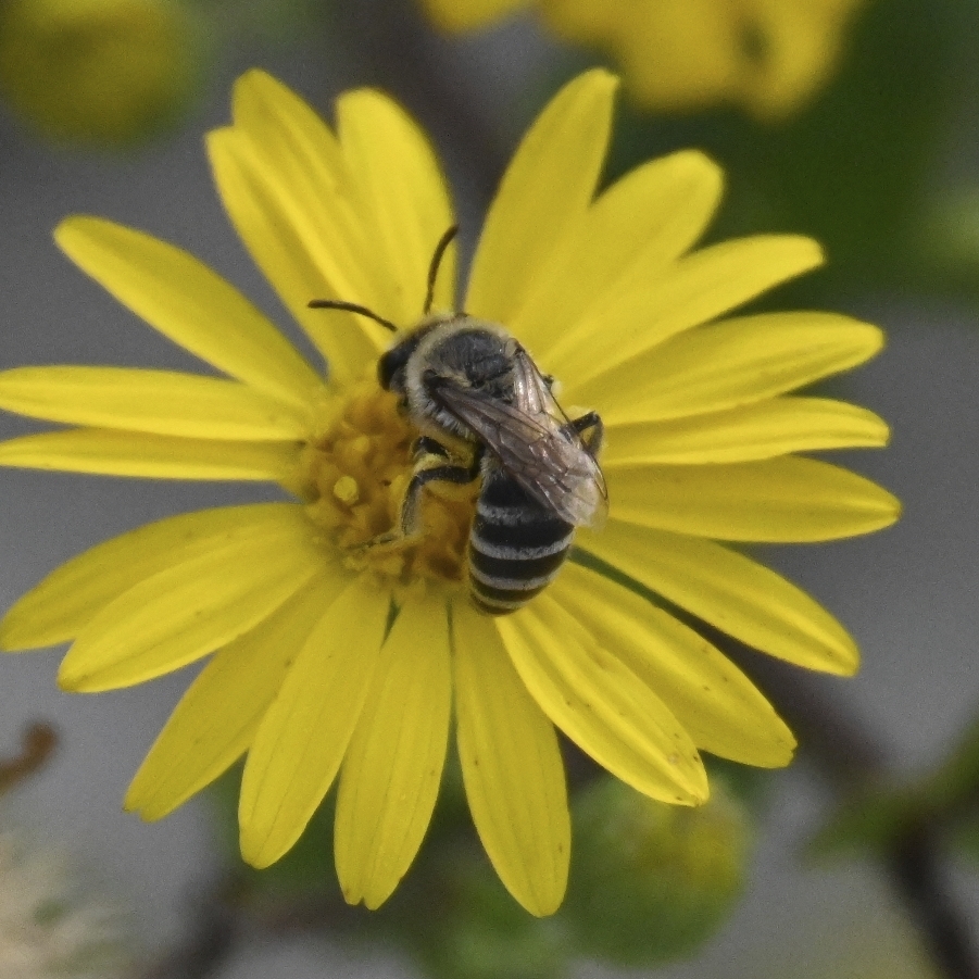 Cellophane Bees from Glynn County, GA, USA on November 8, 2025 at 11:07 ...
