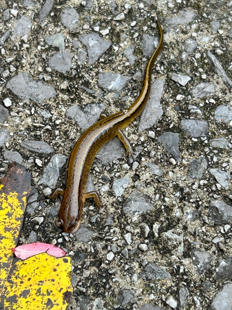 Brownback Salamander from Sundown Cir, Seymour, TN, US on November 8 ...