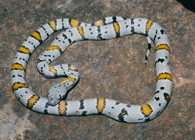 Gray-banded Kingsnake in June 1995 by Bryan Box · iNaturalist