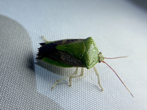 Pygoda ramosa · iNaturalist