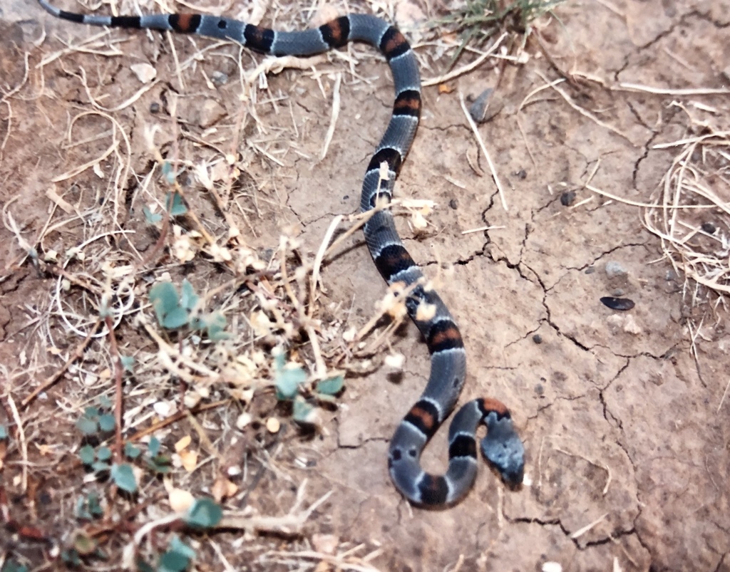 Gray-banded Kingsnake in August 1995 by Bryan Box · iNaturalist