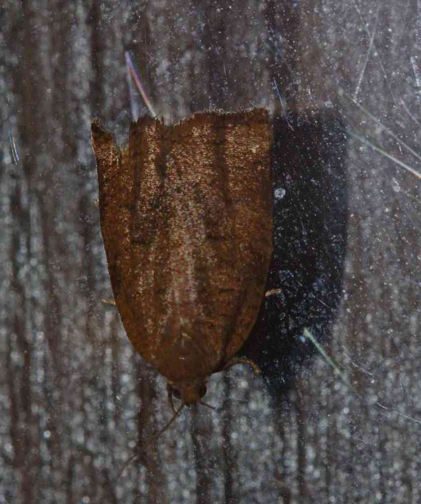 Allen's Tortrix Moth from Le Rocher-Percé, QC, Canada on August 16 ...
