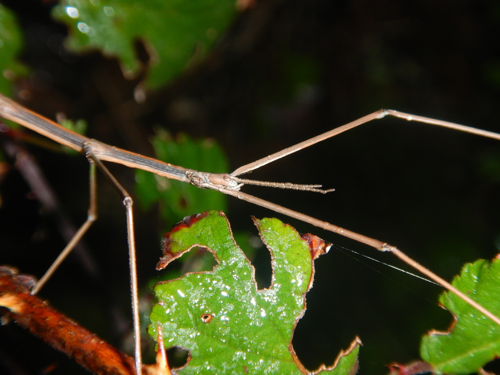 Mediterranean stick insect in October 2025 by Giacomo Bruni · iNaturalist