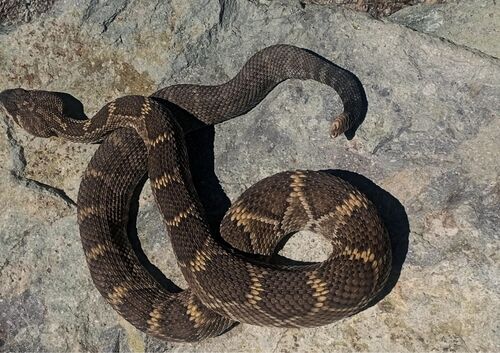 Western Black-tailed Rattlesnake (Crotalus molossus) - Snakes and Lizards