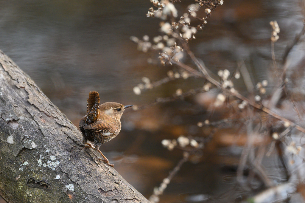 Winter Wren from Montgomery, Maryland, United States on January 2, 2020 ...