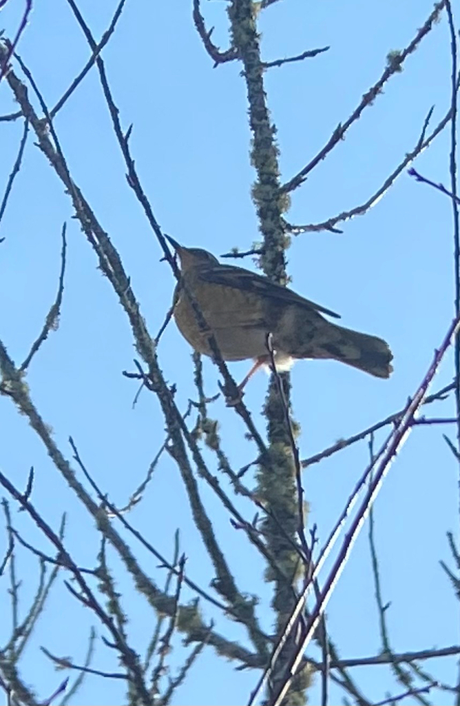 Varied Thrush from Washington Ave W, Seattle, WA, US on November 8 ...