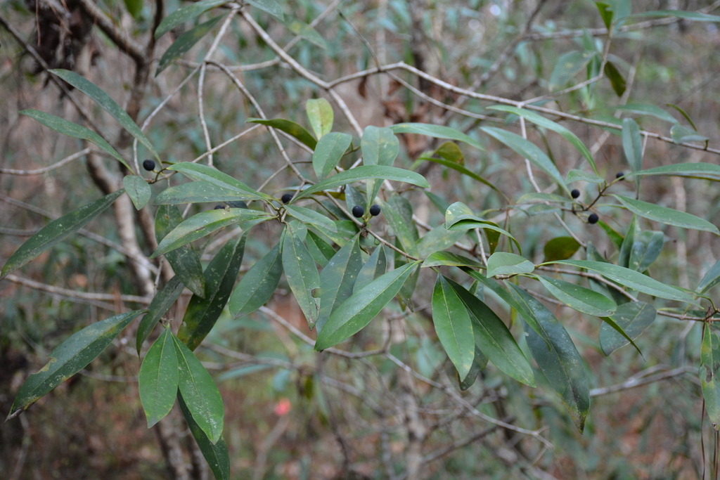 American olive (Cartrema americana) - Botanical Realm