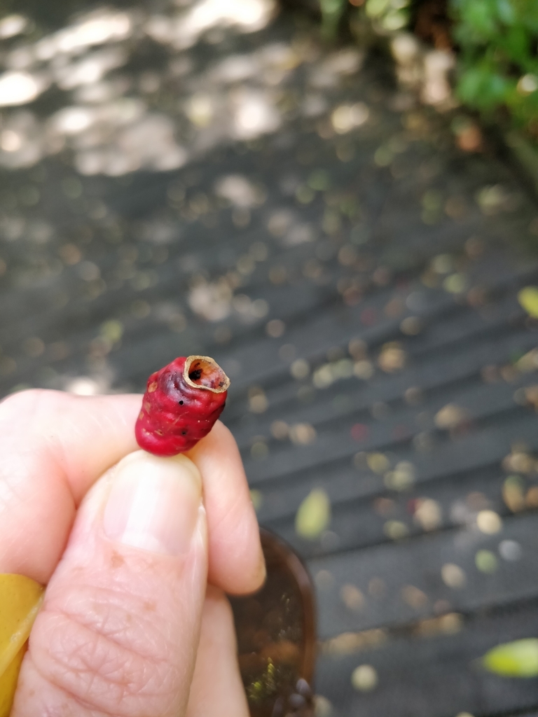 Swamp maire (Syzygium maire) - Botanical Realm