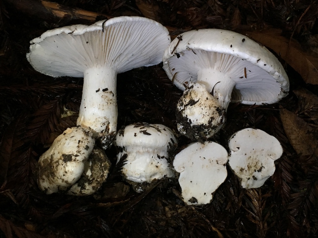 Hygrophorus ponderatus from Jackson Demonstration State Forest ...