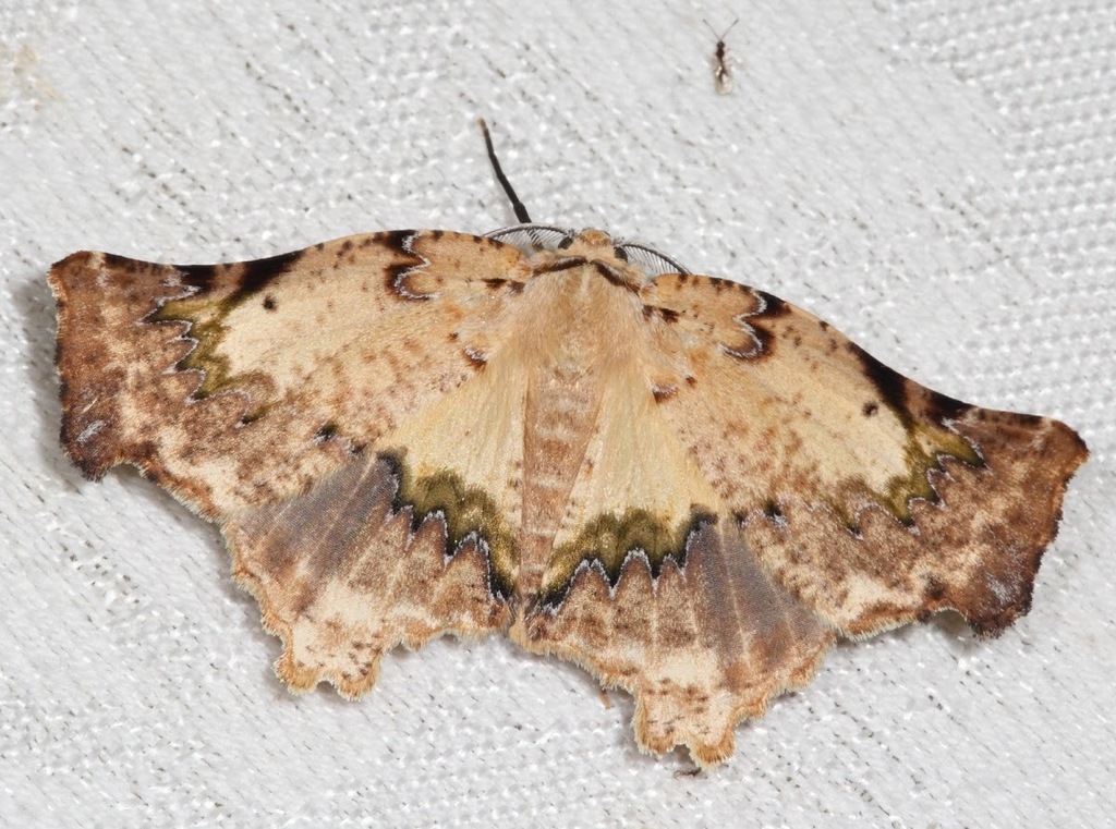 Tmetomorpha bitias (Lepidoptera of Bijagual) · iNaturalist