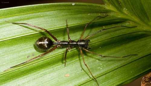 Myrmecium diasi · iNaturalist