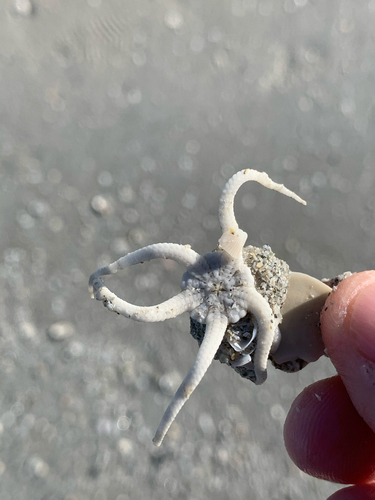 Observations by samilburn · iNaturalist