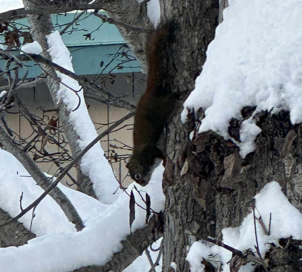 American Red Squirrel from W End Rd, Anchorage, AK, US on November 8 ...