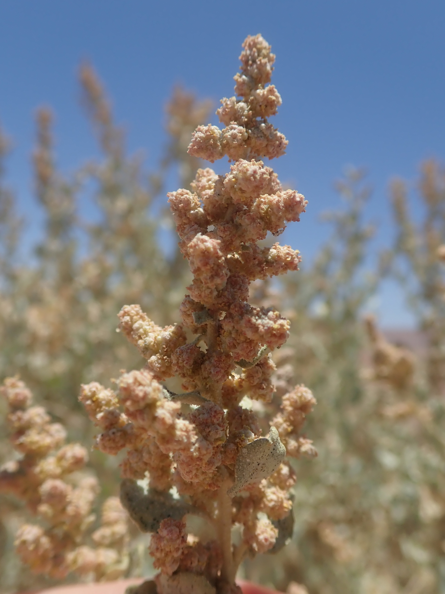 Atriplex atacamensis Phil.