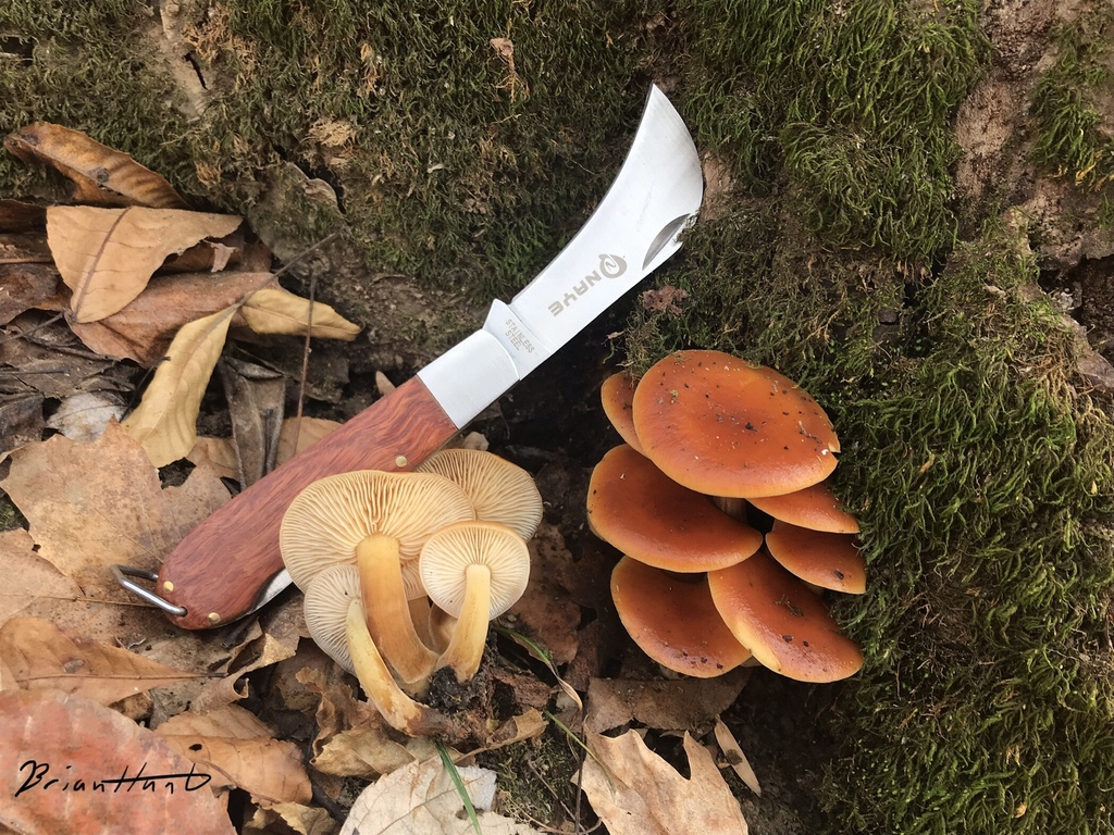 Velvet Foot from Albert Johnson Rd, Nashville, IN, US on December 08 ...