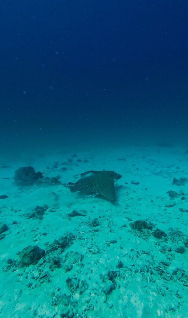 Ornate Eagle Ray in November 2025 by pelloqb · iNaturalist