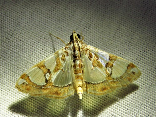 Glyphodes argyraspides · iNaturalist