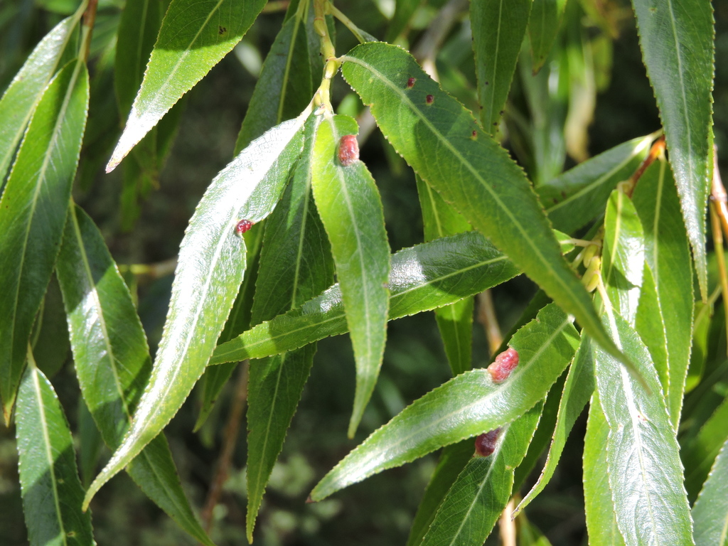 crack willow (Beginners Guide to Canterbury Flora) · BioDiversity4All