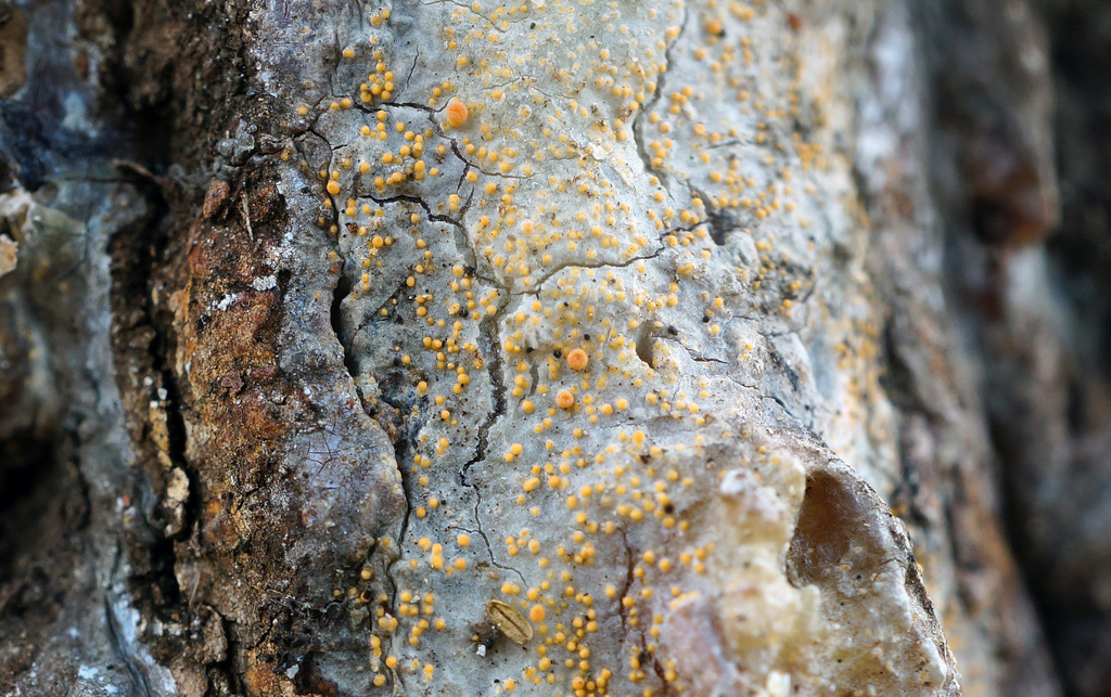 Zythia resinae from Great Swamp, NJ 07976, USA on January 02, 2020 at ...