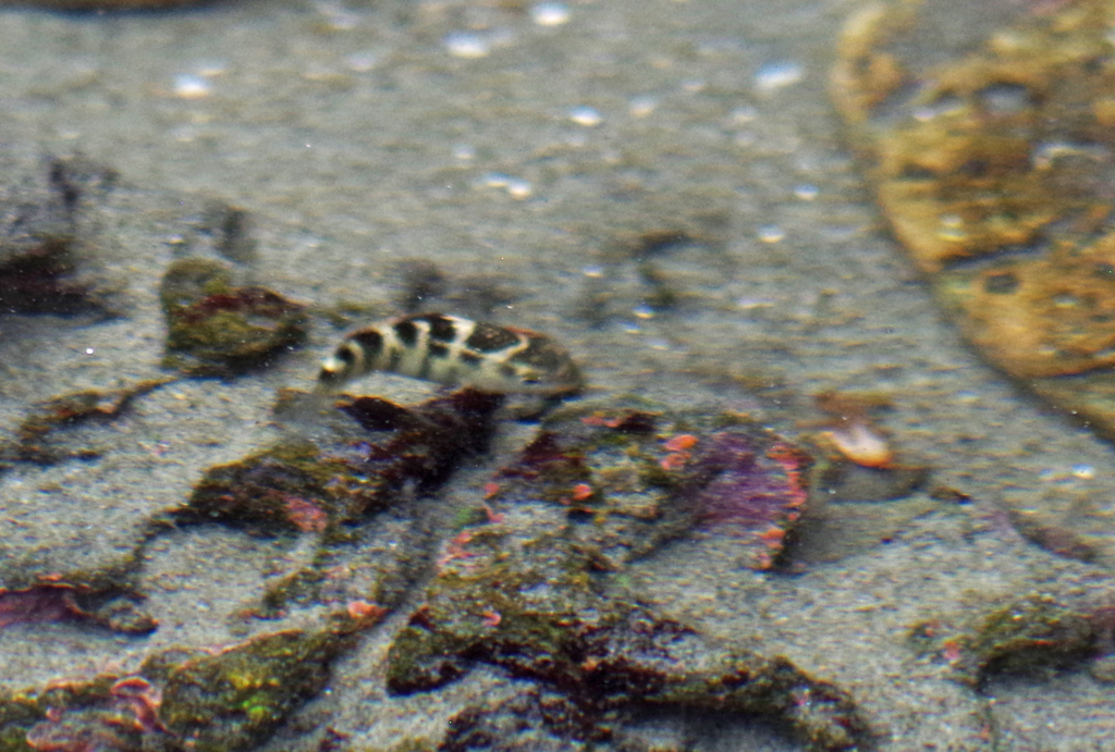 Dusky Sergeant (Abudefduf concolor) - Marine Life Identification