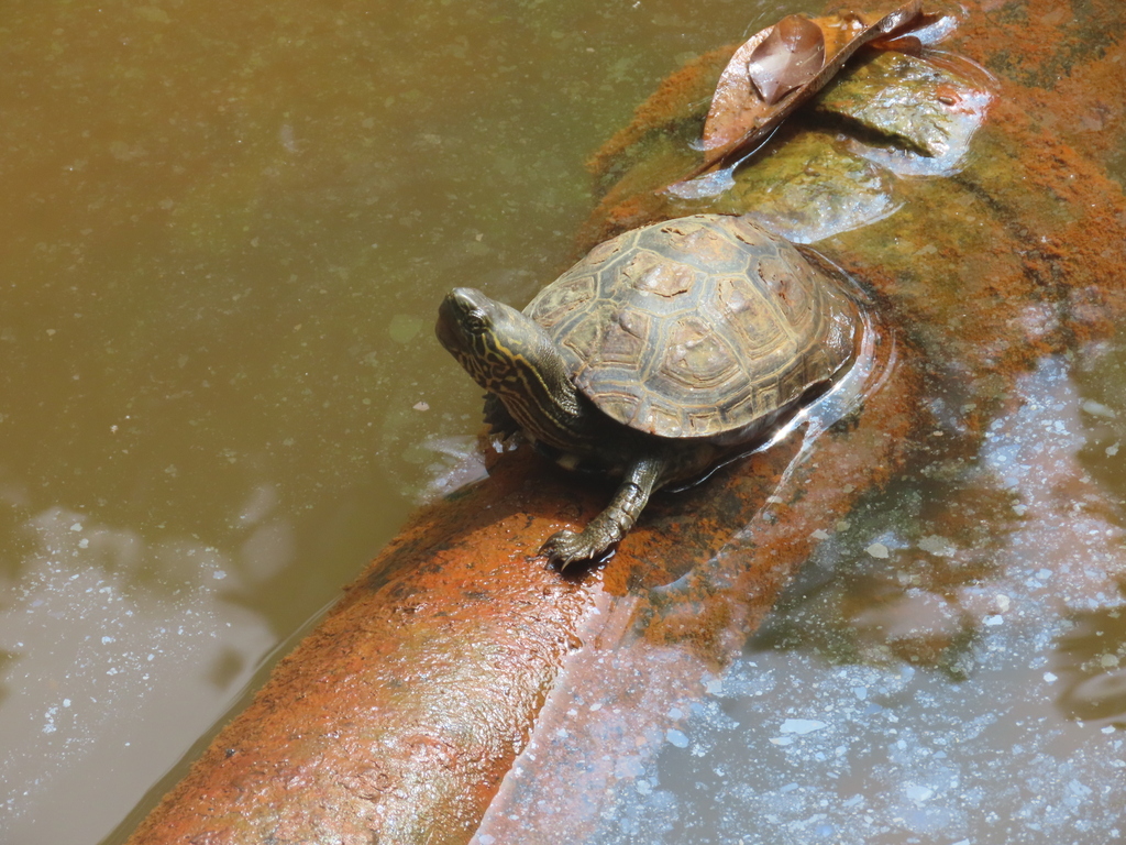 Chinese Pond Turtle in November 2025 by johnallcock · iNaturalist