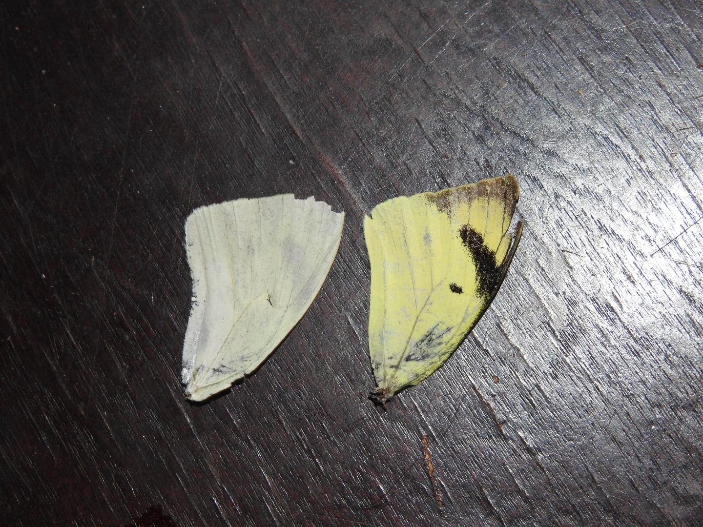 Teracolus subfasciatus Swainson, 1833