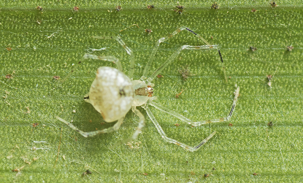 Chrysso from 391-481 Sellin Rd, Mount Mee QLD 4521, Australia on ...