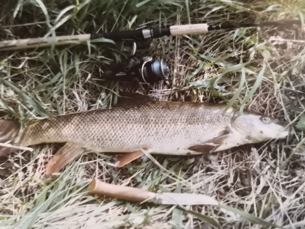 Common Barbel (Barbus barbus) - Marine Life Identification