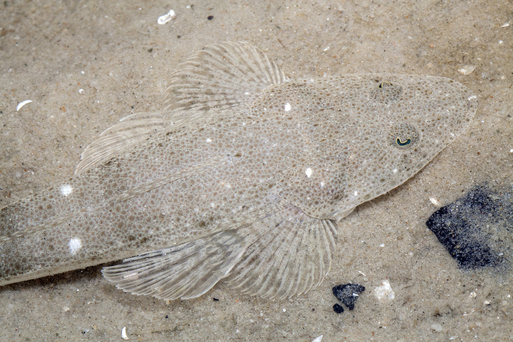 Bartail Flathead (Platycephalus indicus) - Marine Life Identification