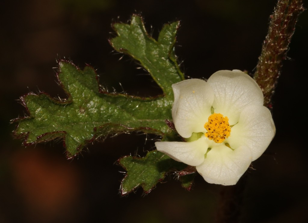 White Flats Mallow (Plants of the Tygerberg Nature Reserve) · iNaturalist