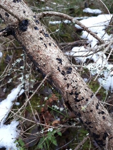 Exidia pithya · iNaturalist